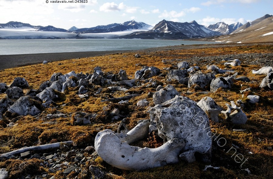 Kuva: Mursun luut - mursu Odobenus rosmarus luu luut vanha ...