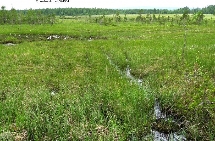 Kuva: Rinnesuo - rinnesuo suo suomaisema neva sara metsä vaara ...