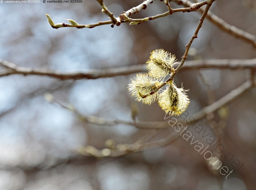 Kuva: Raita kukkii - Raita kukka kukkia paju kukinto oksa oksat lehti ...