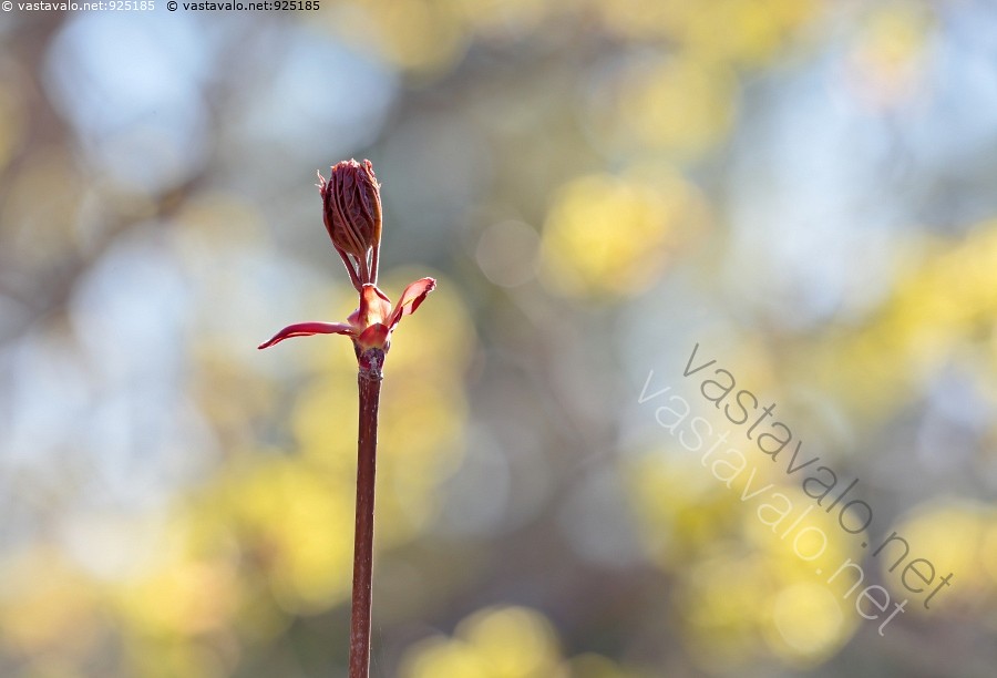 Kuva: Vaahteran lehdet puhkeavat - aukeava lehti lehdet puhjeta avautua ...