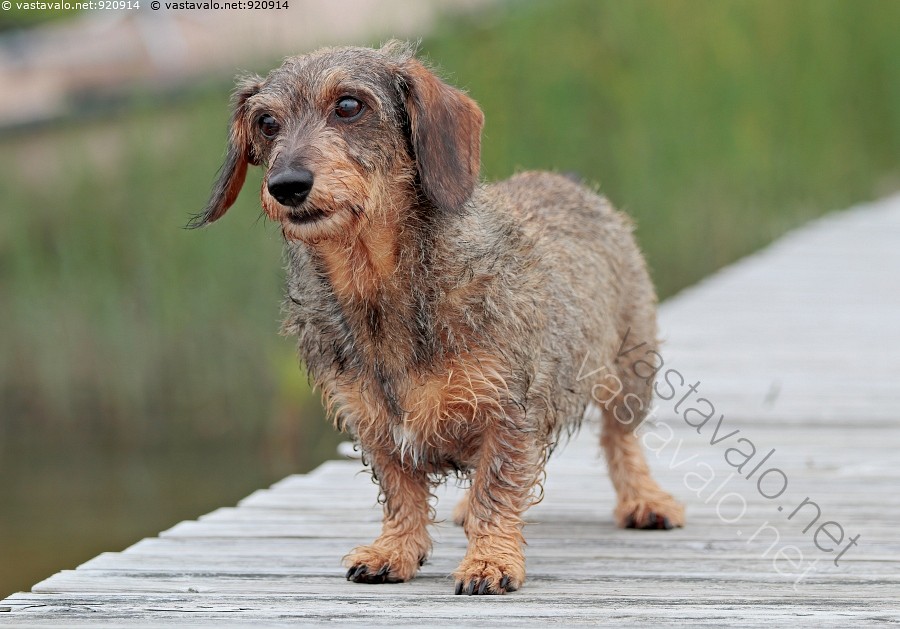 Kuva: Mäyräkoira laiturilla - karkeakarvainen mäyräkoira koira rotu ...