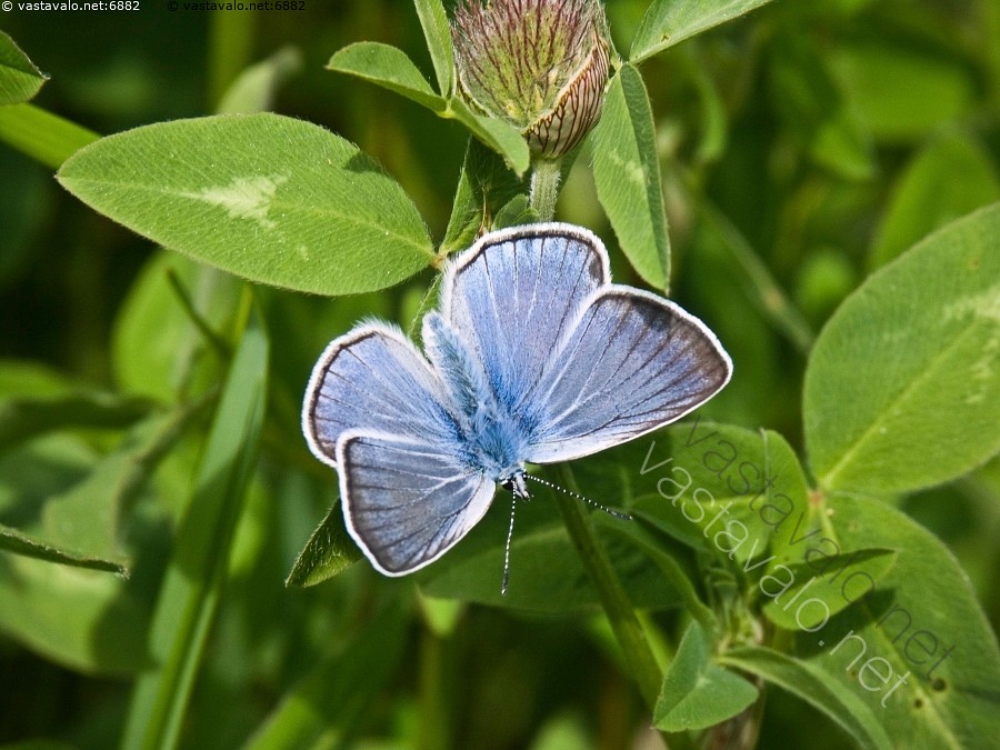 Kuva: Sinisiipi - sinisiivet lycaenidae perhonen päiväperhonen ...