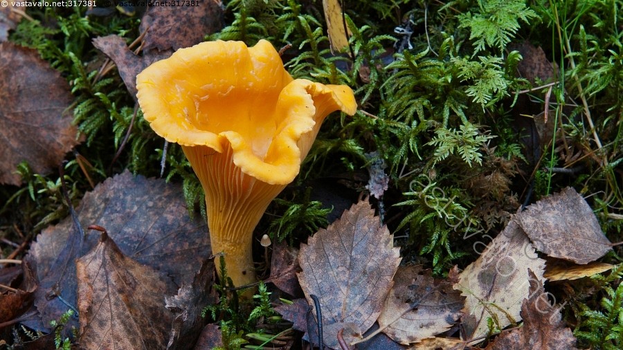 Kuva: Kanttarelli - kanttarelli keltavahvero sieni sienimetsä syksy ...