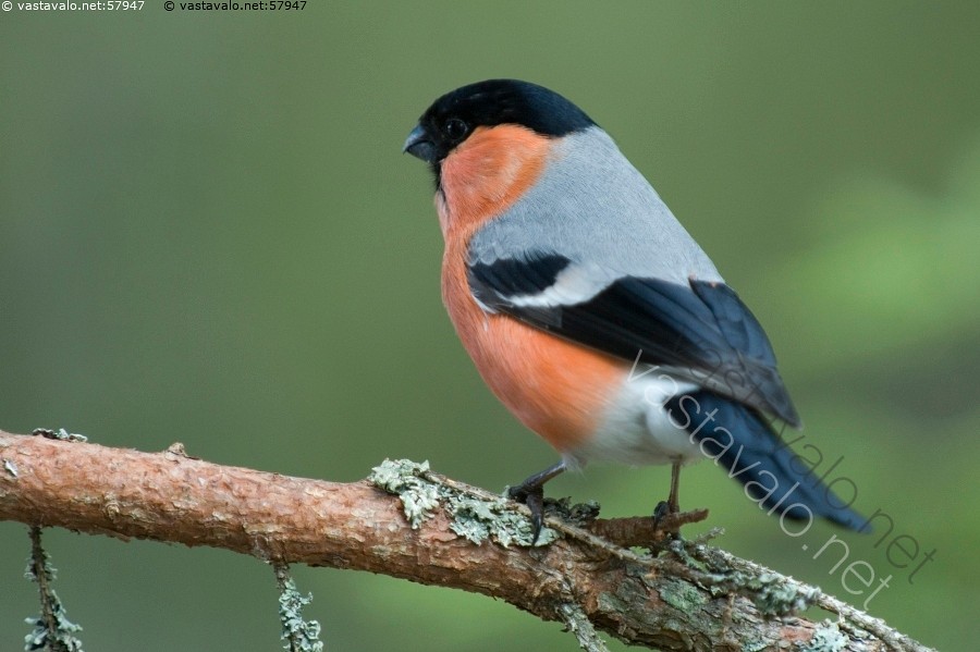 Kuva: punatulkku_12 - punatulkku oksa peipot talvehtija pyrrhula koiras ...