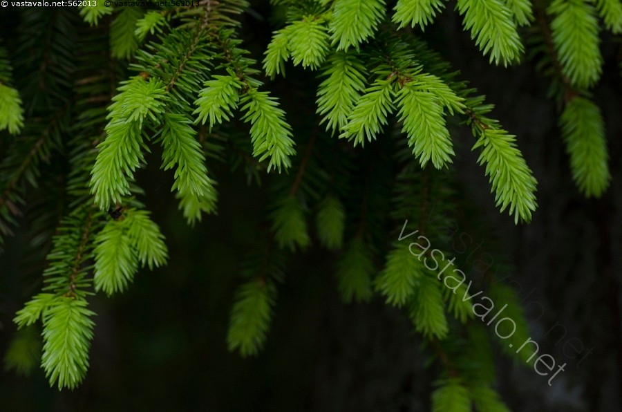 Kuva: Kuusenkerkät - kuusi puu kerkkä kuusenkerkkä verso kevät oksa ...