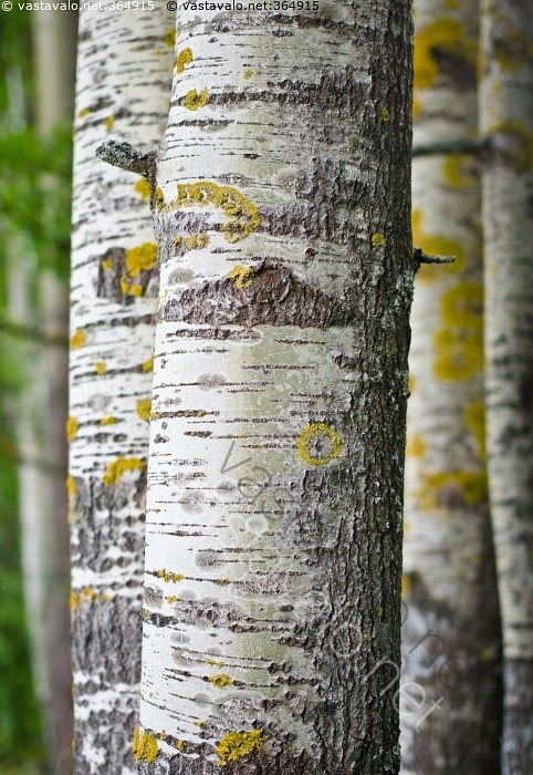 Kuva: Haavat II - haapa metsähaapa puu runko lehtipuu kuori metsä ...