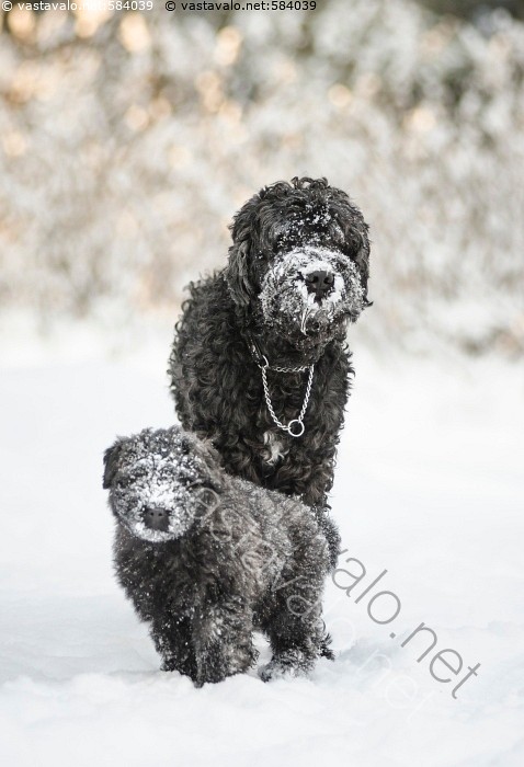 Kuva: Vanha ja nuori - bouvier flanderinpaimenkoira portugalinvesikoira ...