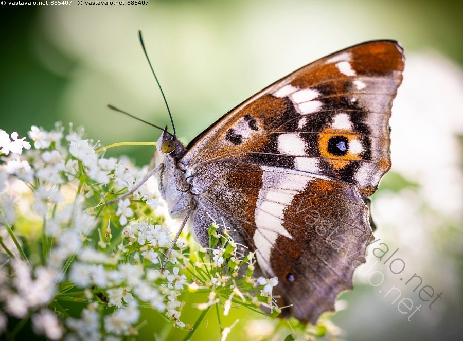 Kuva: Häiveperhonen - perhonen häiveperhonen siipi siivet kukka ...