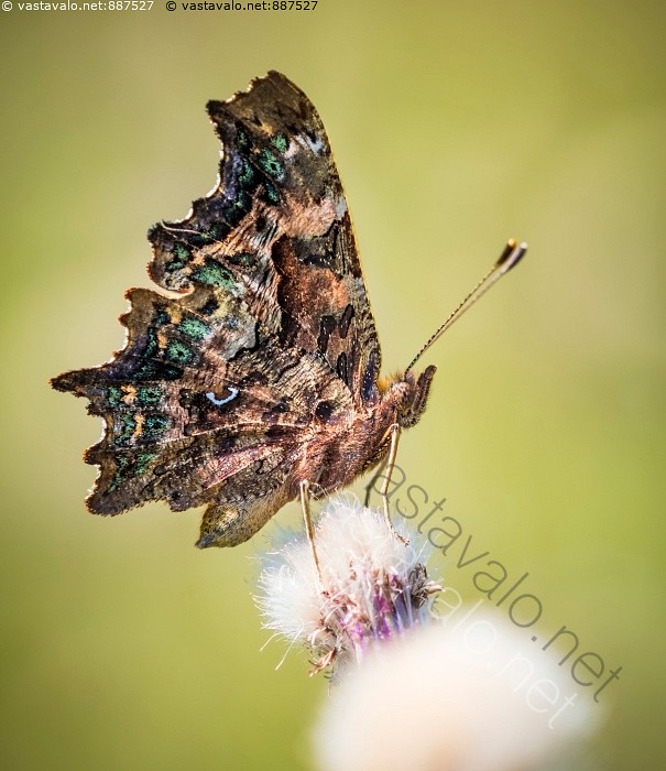 Kuva: Herukkaperhonen - perhonen herukkaperhonen ohdake pelto-ohdake ...