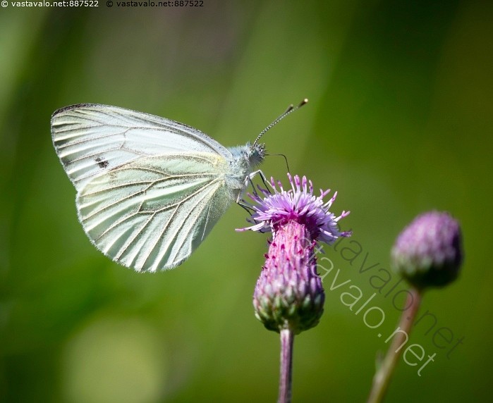 Kuva: Lanttuperhonen - perhonen hyönteinen päiväperhonen lanttuperhonen ...