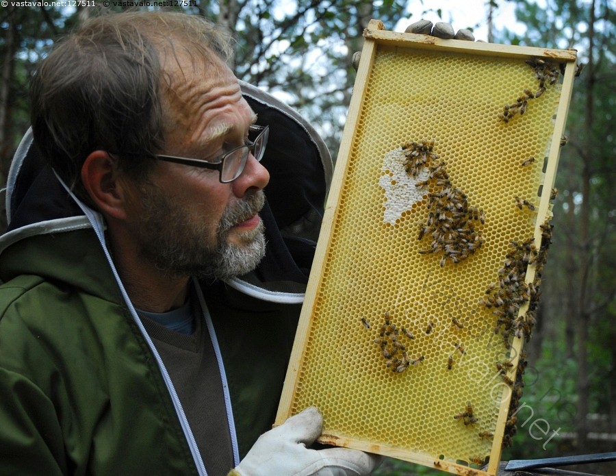 Kuva: Työläinen ja kuhnurit - mehiläinen mehiläishoito hunaja kenno ...