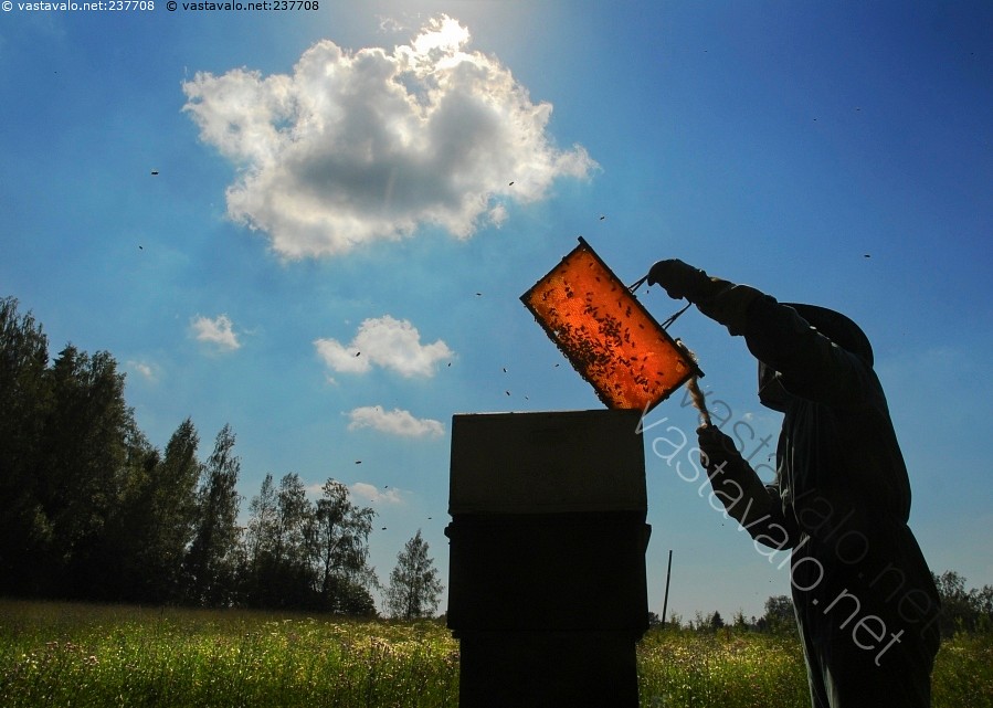 Kuva: Hunajavaras - mehiläinen mehiläishoito hunaja kenno pesä ammatti ...