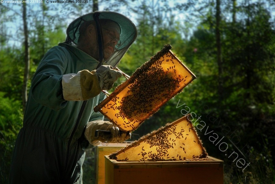 Kuva: Mehiläishoitaja - mehiläinen mehiläishoito hunaja kenno pesä ...