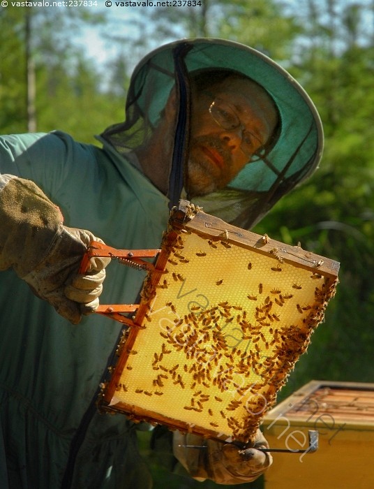 Kuva: Mehiläishoitaja tutkii - mehiläinen mehiläishoito hunaja kenno ...