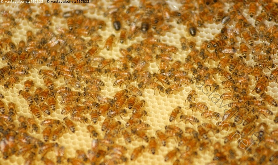 Kuva: Mehiläiskenno - mehiläinen mehiläishoito hunaja kenno pesä kerätä ...