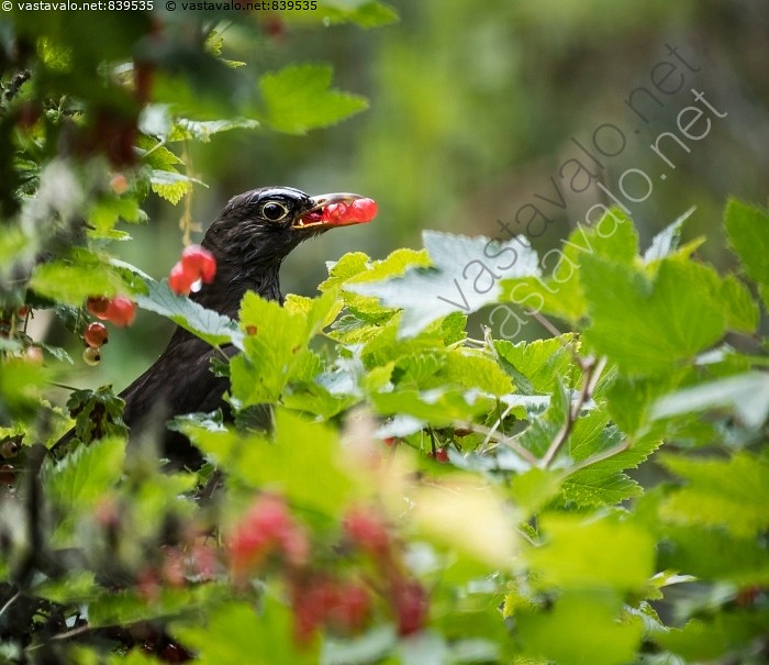 Kuva: Rysän päällä - mustarastas rastas viinimarja sato lintu ...