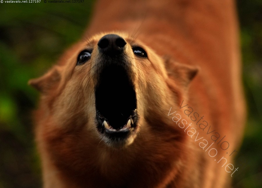 Kuva: Koirat haukkuu mutta karavaani kulkee... - koira pystykorva ...