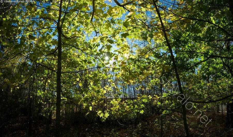Kuva: Vaahterat - vaahtera syksy aurinko vastavalo lehdet metsä pensaat ...