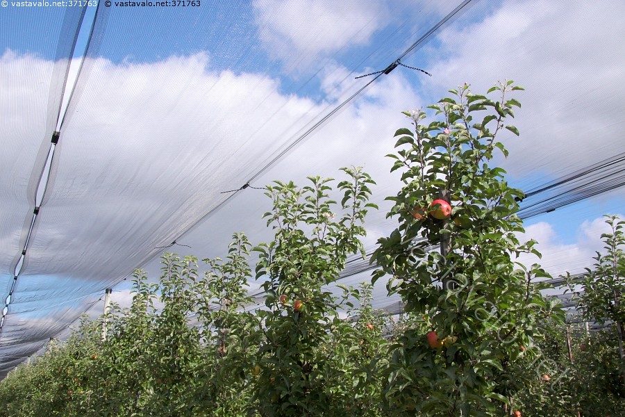 Kuva: Omenatarhan suojaverkko - omenatarha omenapuu omenantuotanto ...