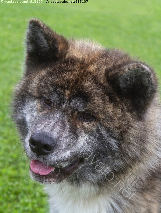 Kuva: Akita - akita japanilainen pystykorva koira lemmikki rotukoira ...