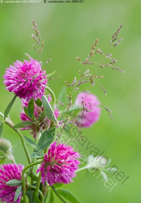 Kuva: Puna-apilat - heinät puna-apilat puna-apila Trifolium pratense ...