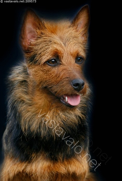 Kuva: Aussi - koira lemmikki rotukoira terrieri australianterrieri fci ...