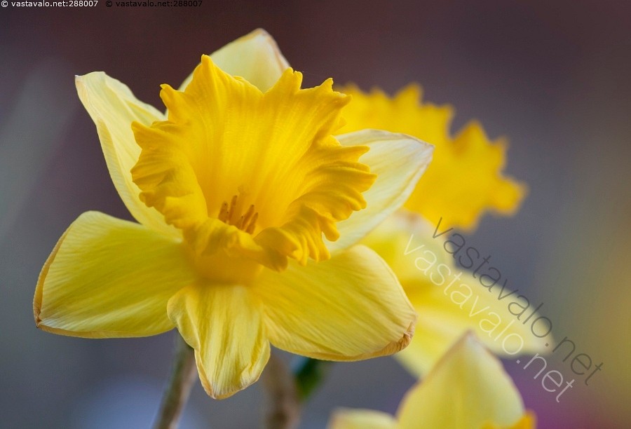 Kuva: Iso narsissi - keltainen narsissi narsissit Narcissus ...