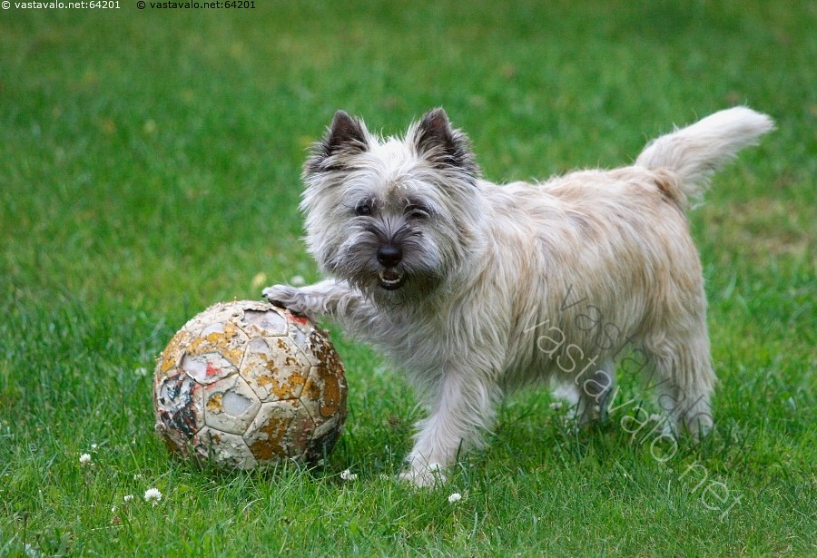 Kuva: Kuoletus - jalkapallo koira cairnterrieri peli pysäytys kuoletus ...