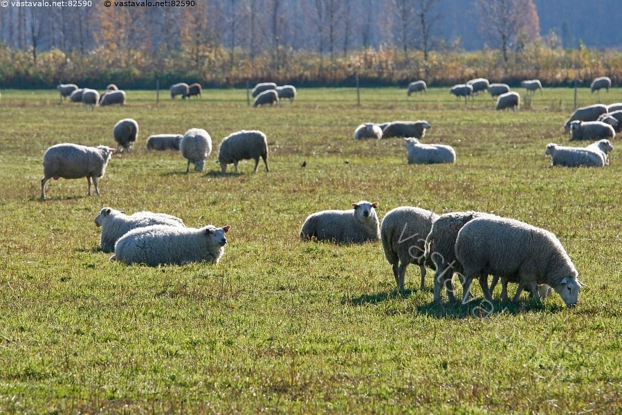 Kuva: Lampaat laitumella - lammas lampaat laitumella ryhmä ...