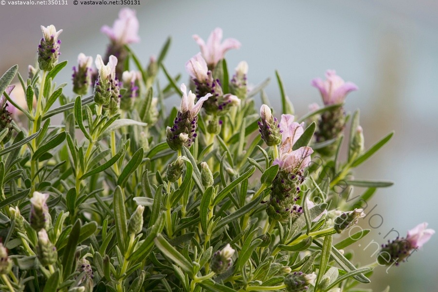 Kuva: Laventelit - laventeli tupsulaventeli Lavandula stoechas yrtti ...
