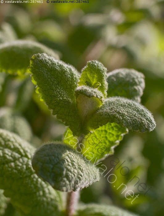 Kuva: Minttu - yrtti monivuotinen minttu mintut piparminttu ...