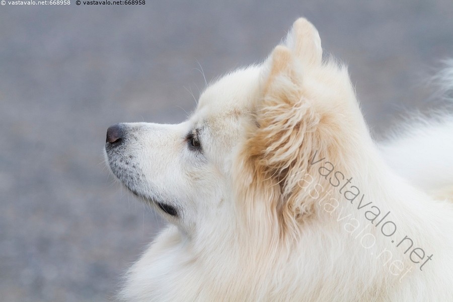 Kuva: Mittelspitz - keskikokoinen saksanpystykorva mittelspitz ...