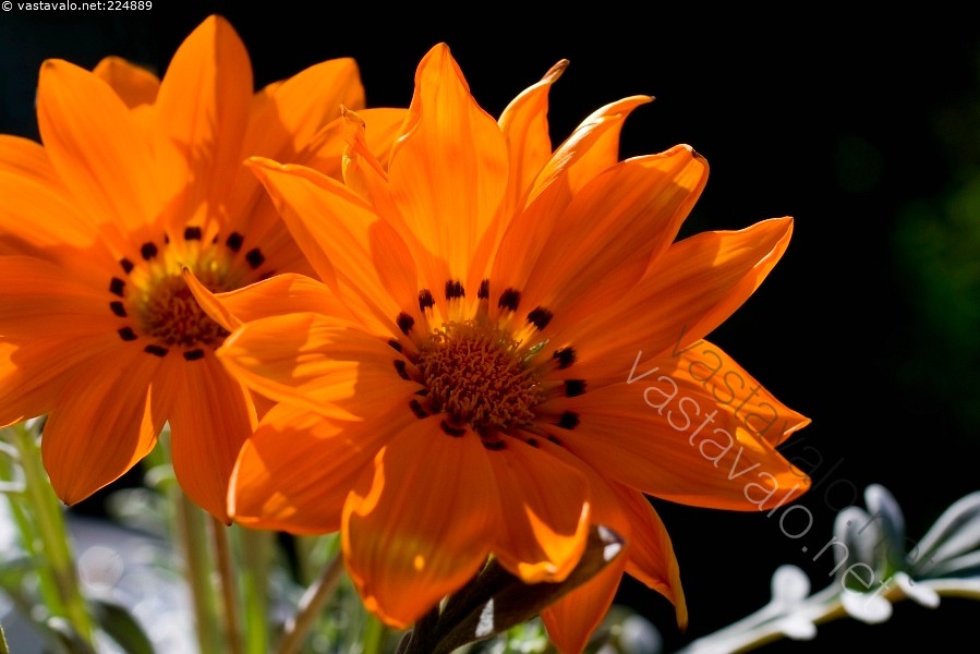 Kuva: Oranssia - värikäs oranssi voimakas väri timanttikukka Gazania ...