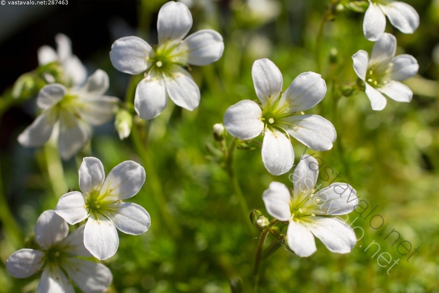 Kuva: Valkoinen patjarikko - valkoinen patjarikko patjamainen ...