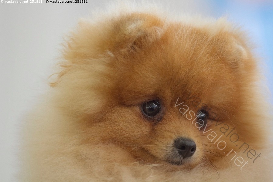 Kuva: Pomeranian - pentu pomeranian saksanpystykorva kääpiöpystykorva ...