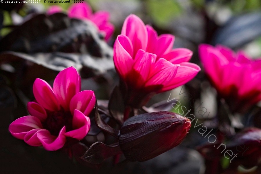 Kuva: Daaliat kukassa - daalia dahlia punaiset daaliat dahliat kasvit ...