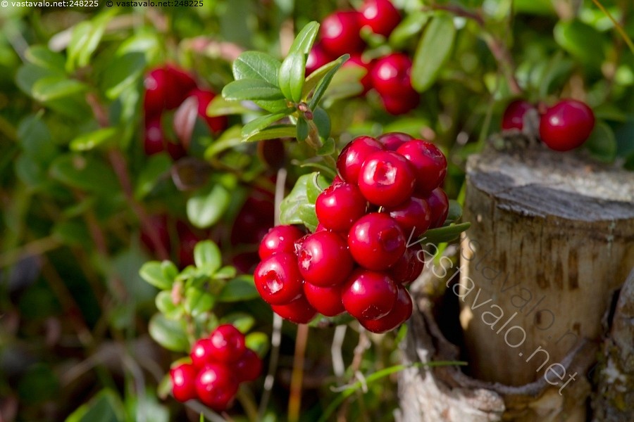 Kuva: Punaiset puolukat - puolukat puolukka marja terveellinen syksy ...