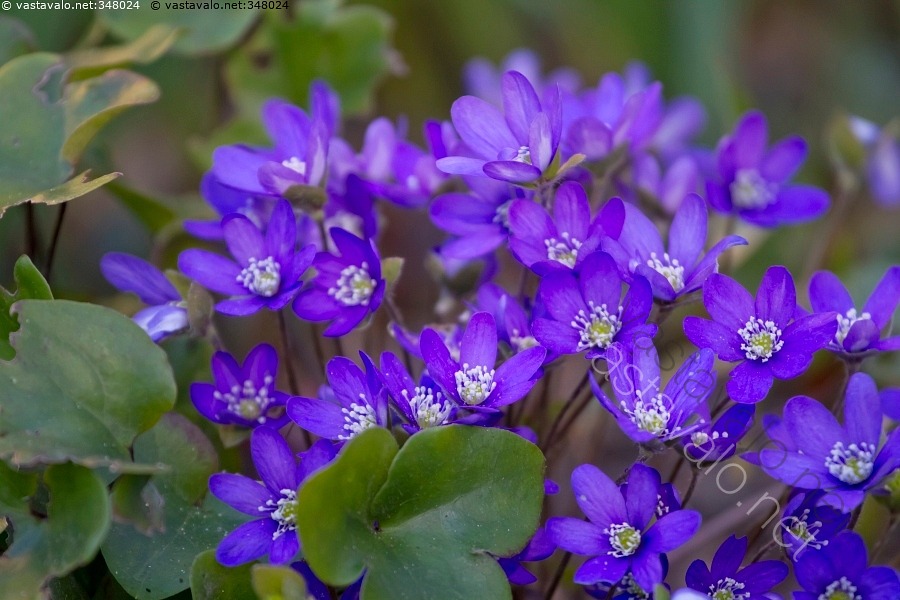 Kuva: Sinivuokkoja - kasvi kukka Hepatica nobilis sinivuokko sinivuokot ...