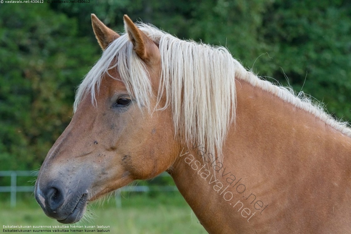 Kuva: Suomenhevonen - suomenhevonen hevonen kotieläin hevosen harja hevosharrastus laidun ...