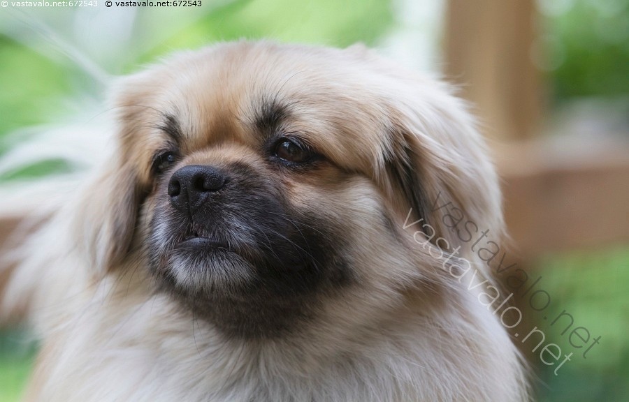 Kuva: Tiibetinspanielin ilme - koira tiibetinspanieli lemmikki pieni ...