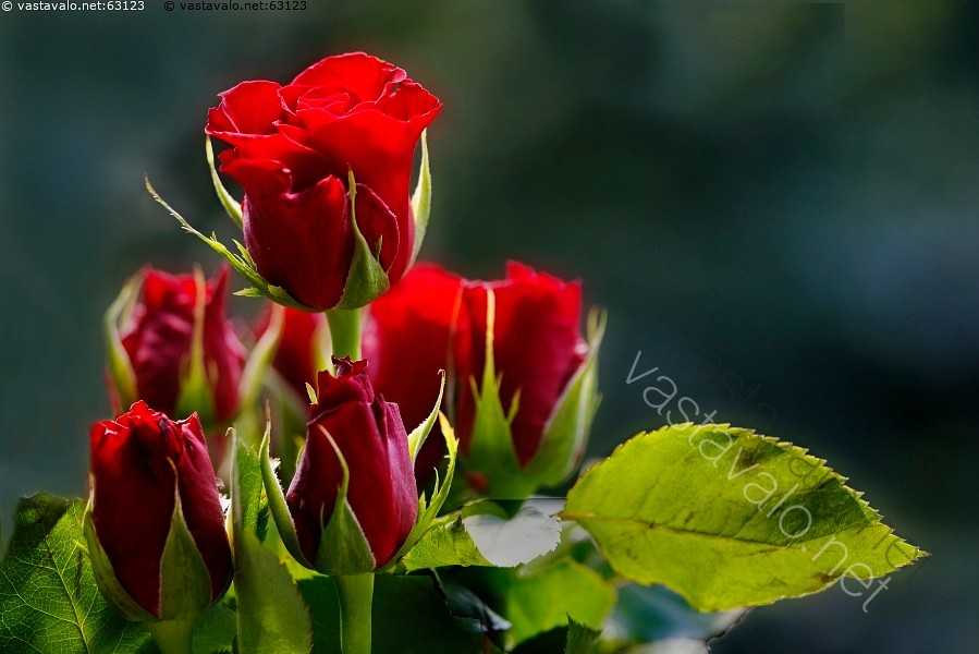 Kuva: Yksi on suurempi muita - ruusukimppu tummanpunainen ruusu ...