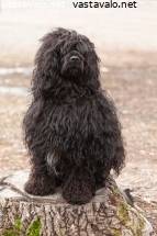 Kuva: Vanha ja nuori - bouvier flanderinpaimenkoira portugalinvesikoira ...