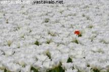 Kuva: Tulppaanin hede ja emi - tulppaani hede emi punainen valkoinen ...