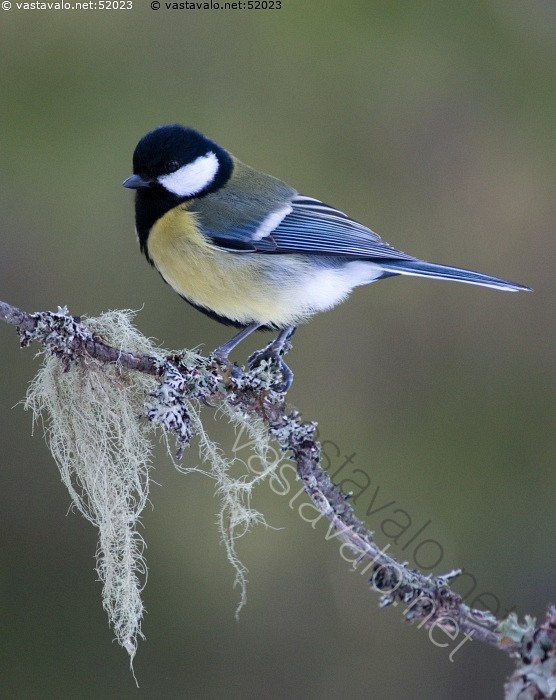 Kuva: Talitintti - talitiainen naava oksa dof koiras vanha metsä ...