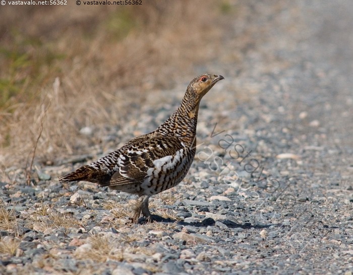 Kuva: Koppelo - tetrao urogallus koppelo metso naaras maantie kivi ...