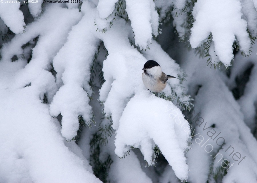 Kuva: pakkastiainen - tiainen lintu hömötiainen pakkanen lumi luminen ...