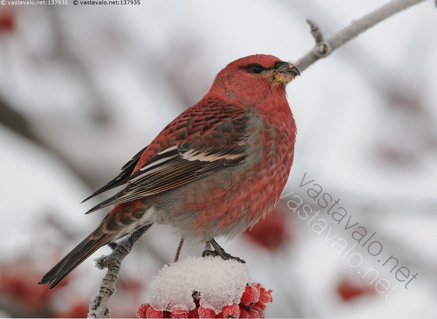 Kuva: Taviokuurnakoiras - taviokuurna pinicola enucleator pine grosbeak ...