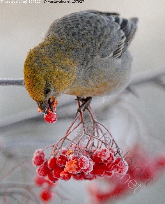 Kuva: Taviokuurna - taviokuurna pinicola enucleator pine grosbeak talvi ...