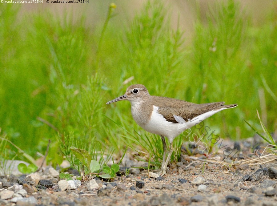 Kuva: Rantasipi - rantasipi Actitis hypoleucos kahlaaja vihreä piennar ...