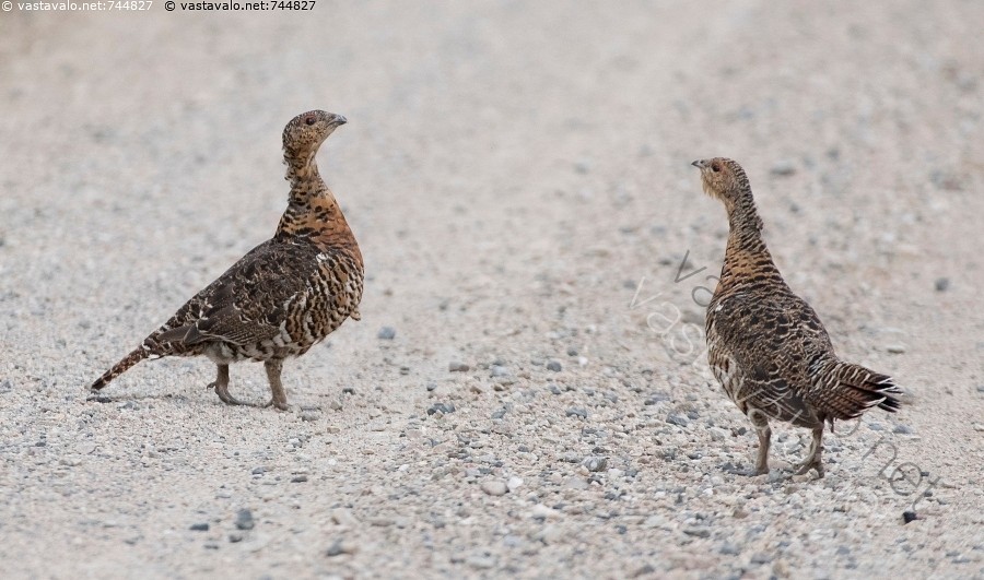 Kuva: Nuoret metsot - metso poikanen naaras koppelot kaksi tie metsätie ...